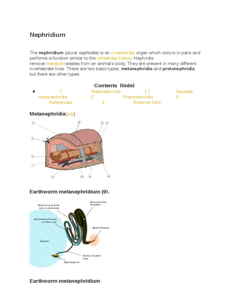 Nephridium: Contents (Hide) | PDF | Biology | Animal Physiology