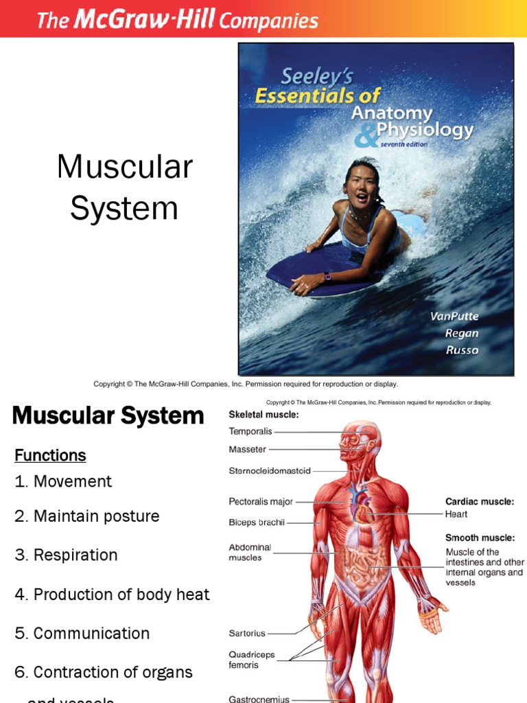 Muscular System | PDF | Chemical Synapse | Muscle Contraction