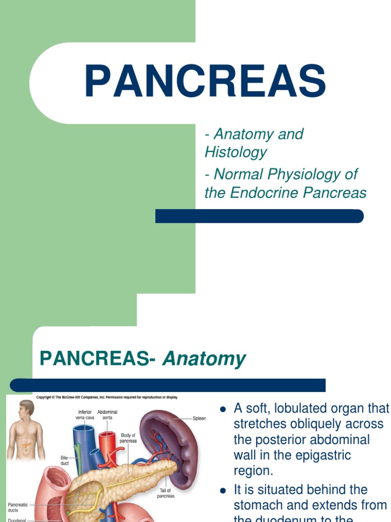 Pancreas: - Anatomy and Histology - Normal Physiology of The Endocrine ...