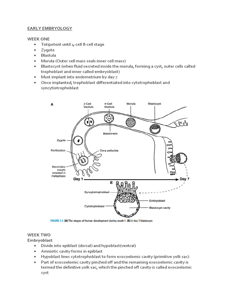 Early Embryology Week One | PDF | Nervous System | Heart