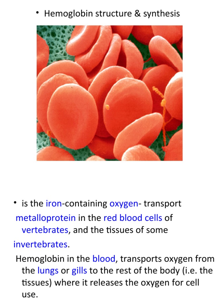 Hemoglobin Structure & Synthesis | PDF | Hemoglobin | Biology