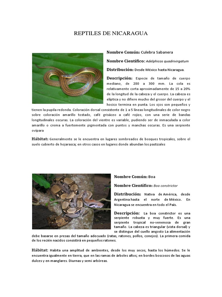 Reptiles de Nicaragua: Especies y Hábitats | PDF | Centroamérica ...