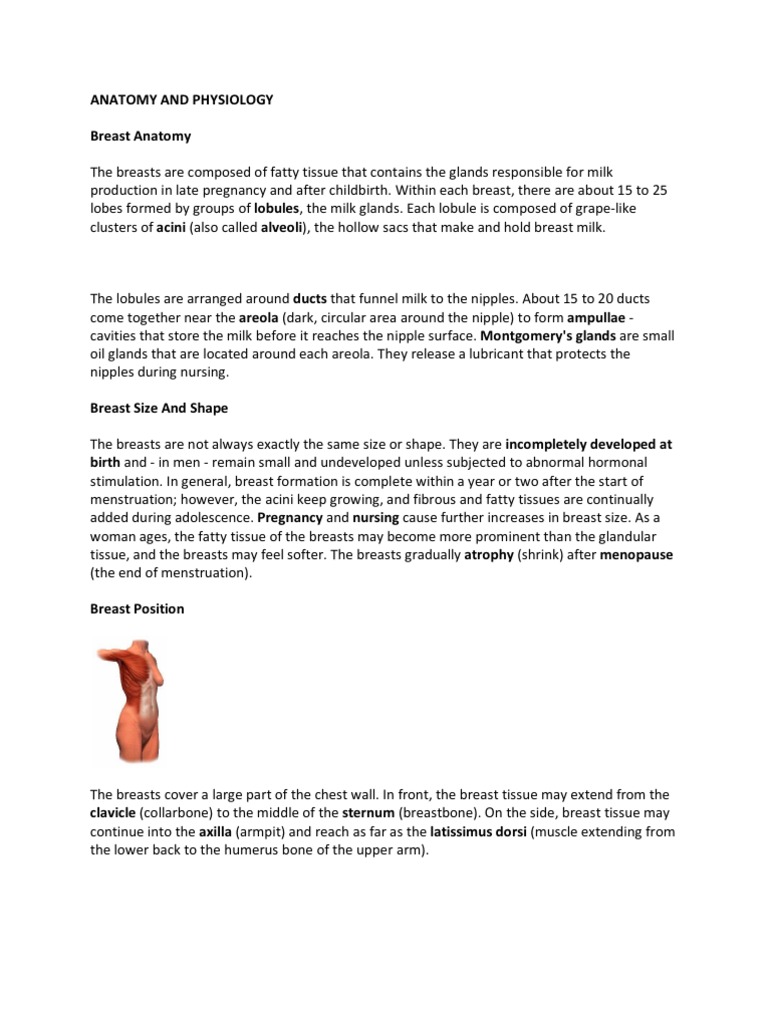 Breast Anatomy | PDF | Breast | Nipple