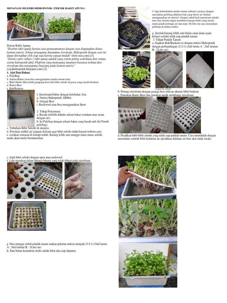 Menanam Seledri Hidroponik | PDF | Sains & Matematika