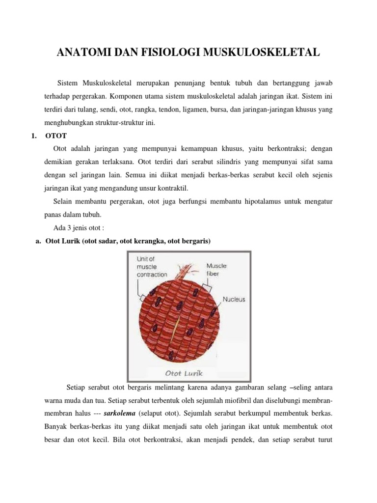 Anatomis dan Fisiologi Otot Manusia | PDF