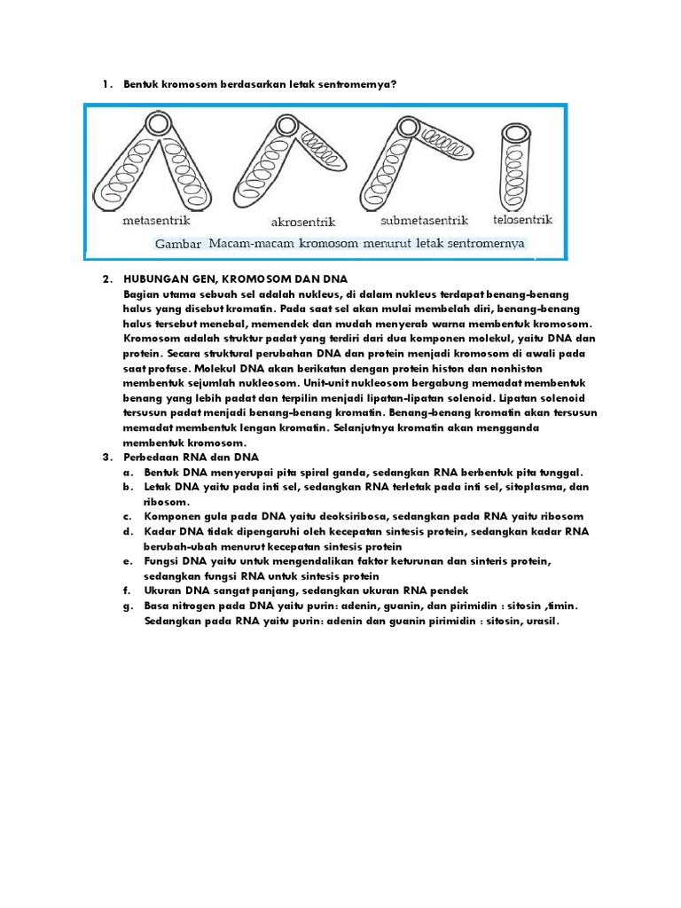Bentuk Kromosom Berdasarkan Letak Sentromernya | PDF