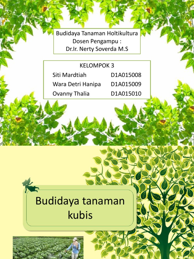 Budidaya Tanaman Kubis yang Efektif | PDF