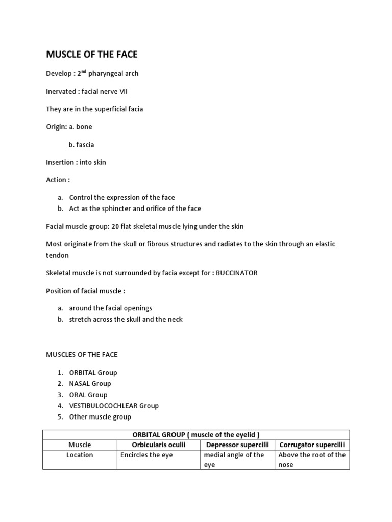 Anatomy Muscles of The Face | PDF | Human Head And Neck | Facial Features