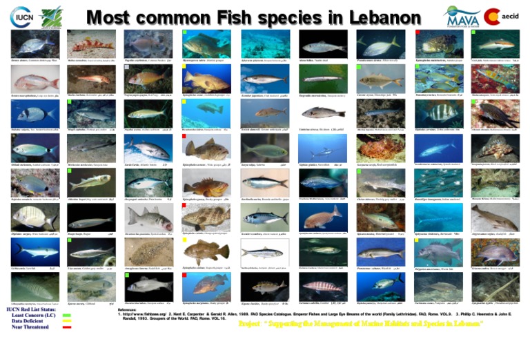 Poster Fish Lebanon | PDF