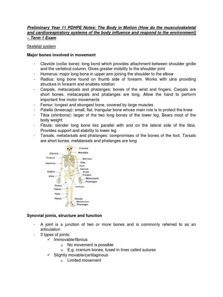 PDHPE Notes: Body Systems Overview | PDF | Lung | Anatomical Terms Of ...