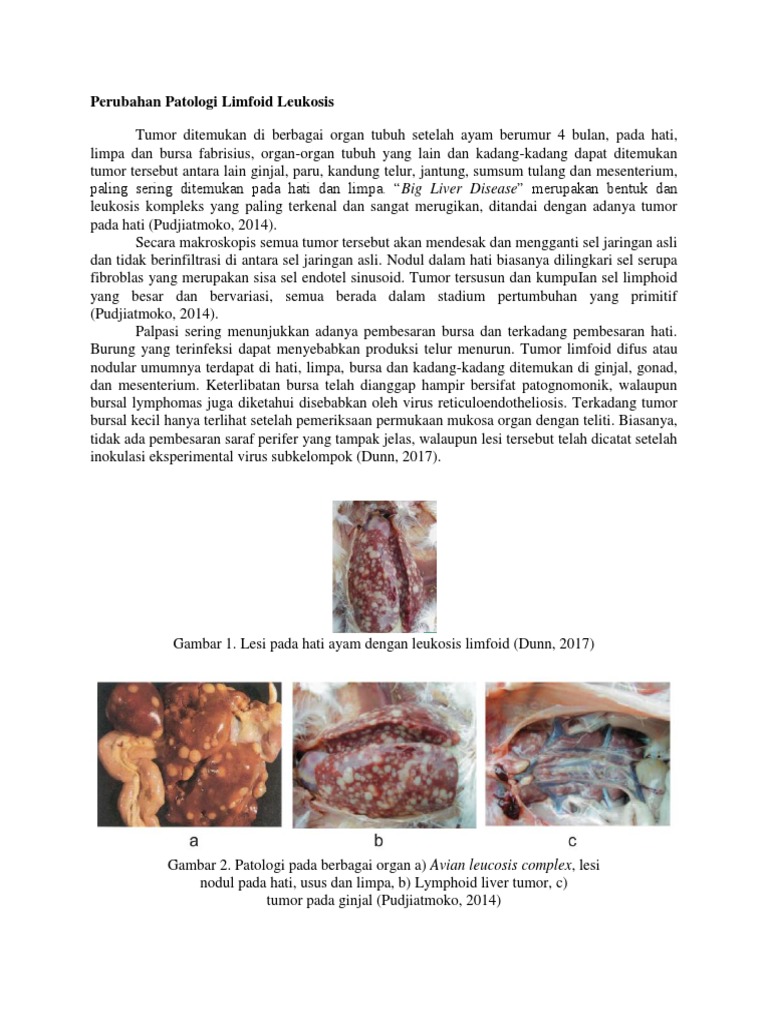 Perubahan Patologi Limfoid Leukosis | PDF
