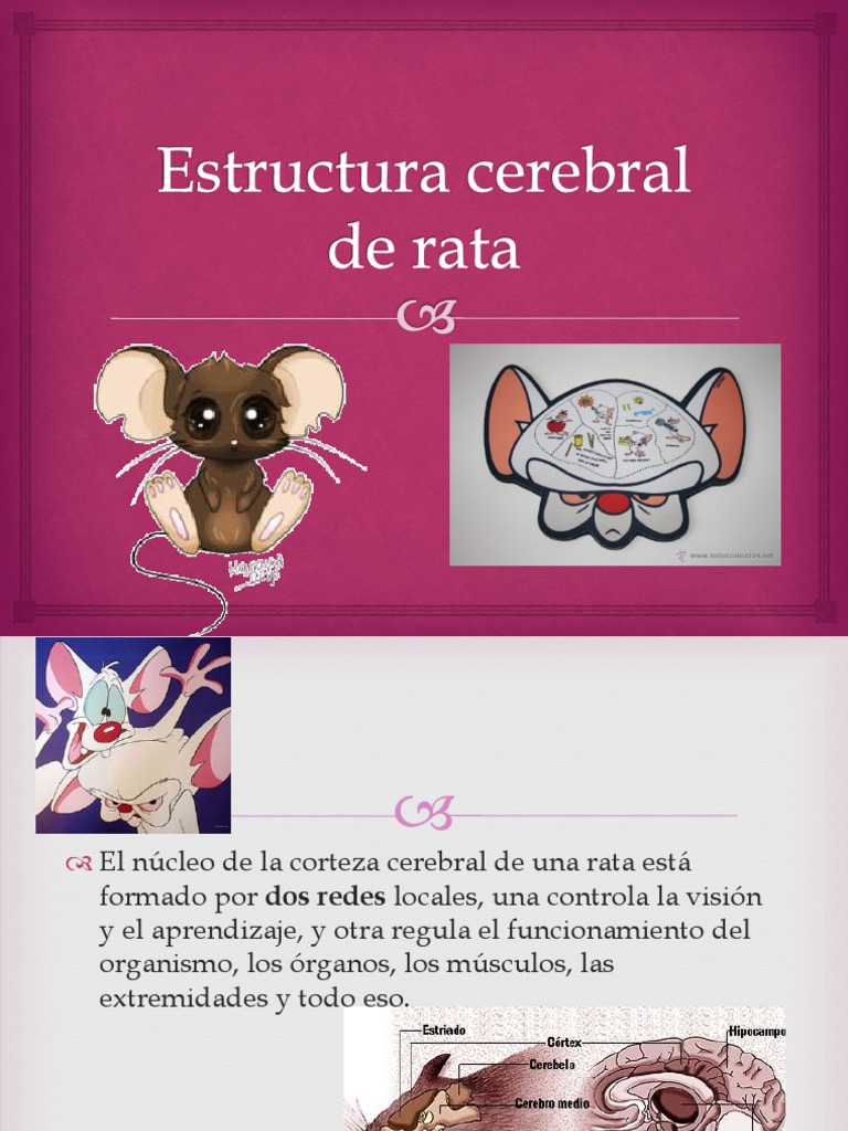 Estructura Cerebral de Ratas | PDF
