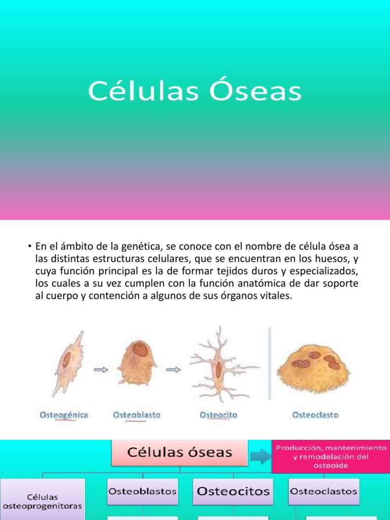 Celulas Oseas | PDF | Hueso | Osteoblastos