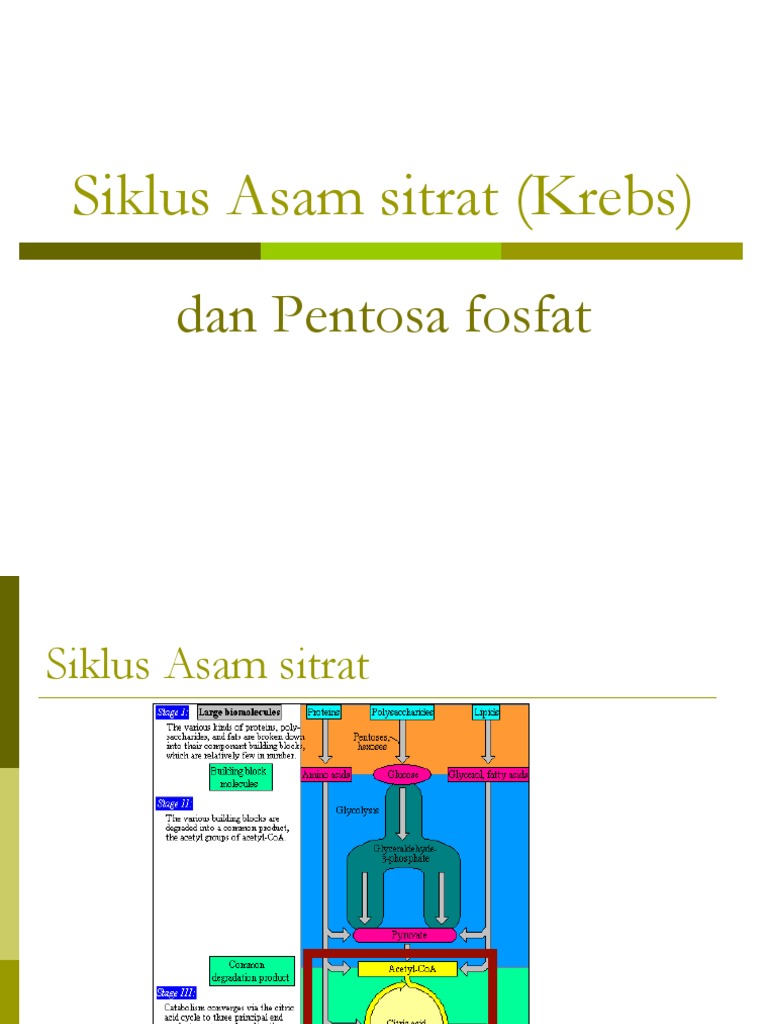 Siklus TCA | PDF