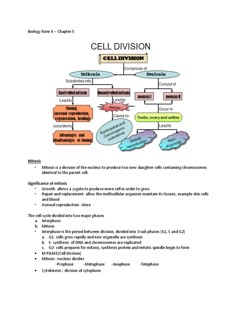 Biology Form 4 Chapter 5 Cell Division | PDF | Mitosis | Meiosis