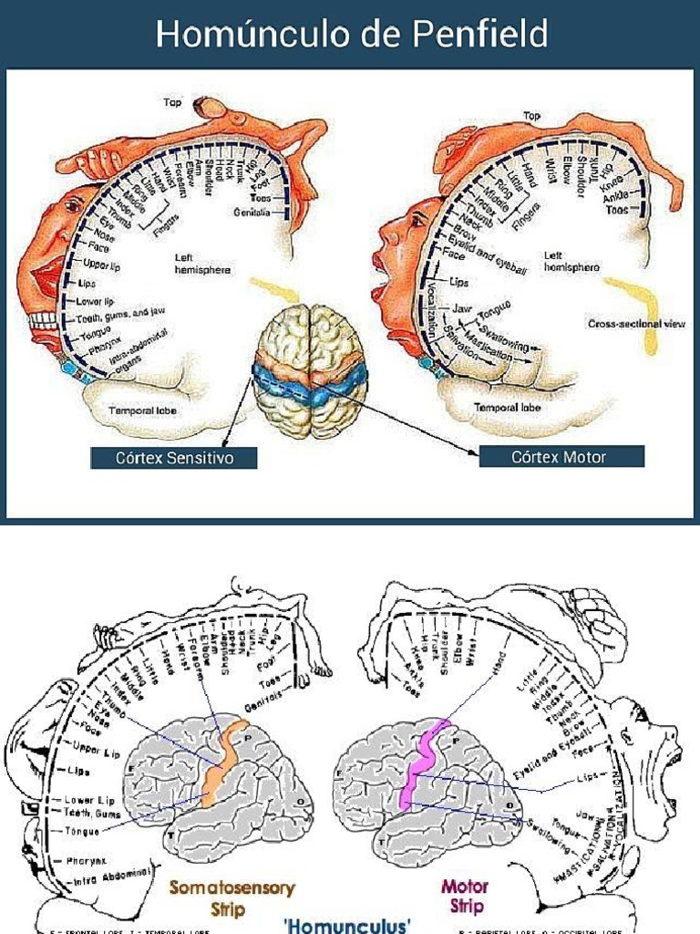 Homúnculo de Penfield | PDF