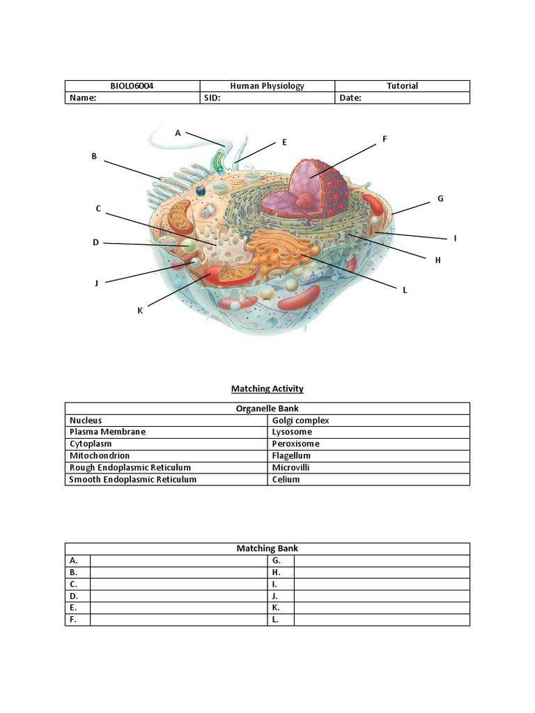 Matching Activity Organelle Bank | PDF