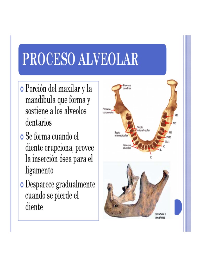 PROCESO ALVEOLAR.pdf | Hueso | Anatomía