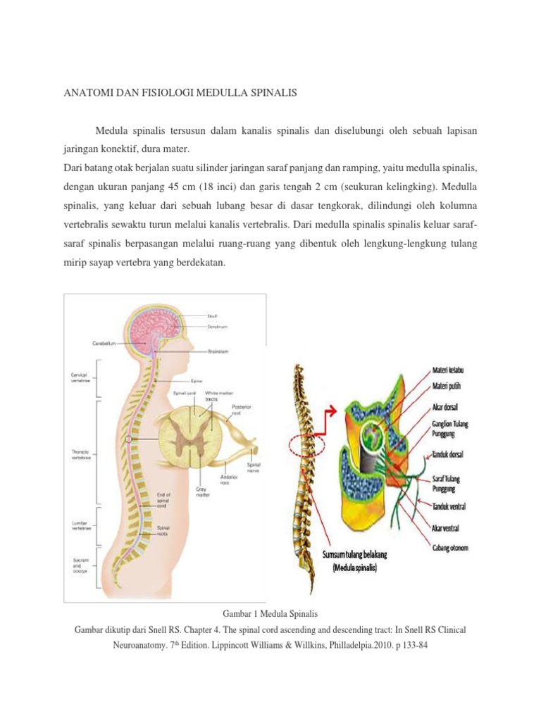 Anatomi Dan Fisiologi Medulla Spinalis | PDF