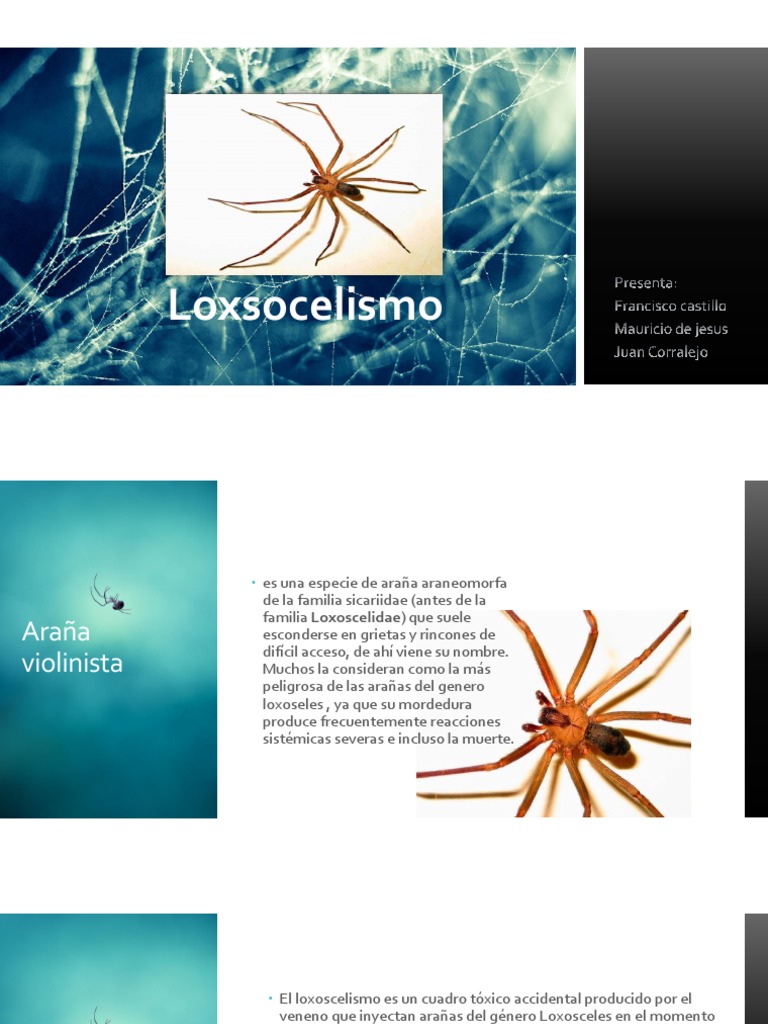 Loxoscelismo: Picaduras y Tratamiento | PDF | Araña | Medicina