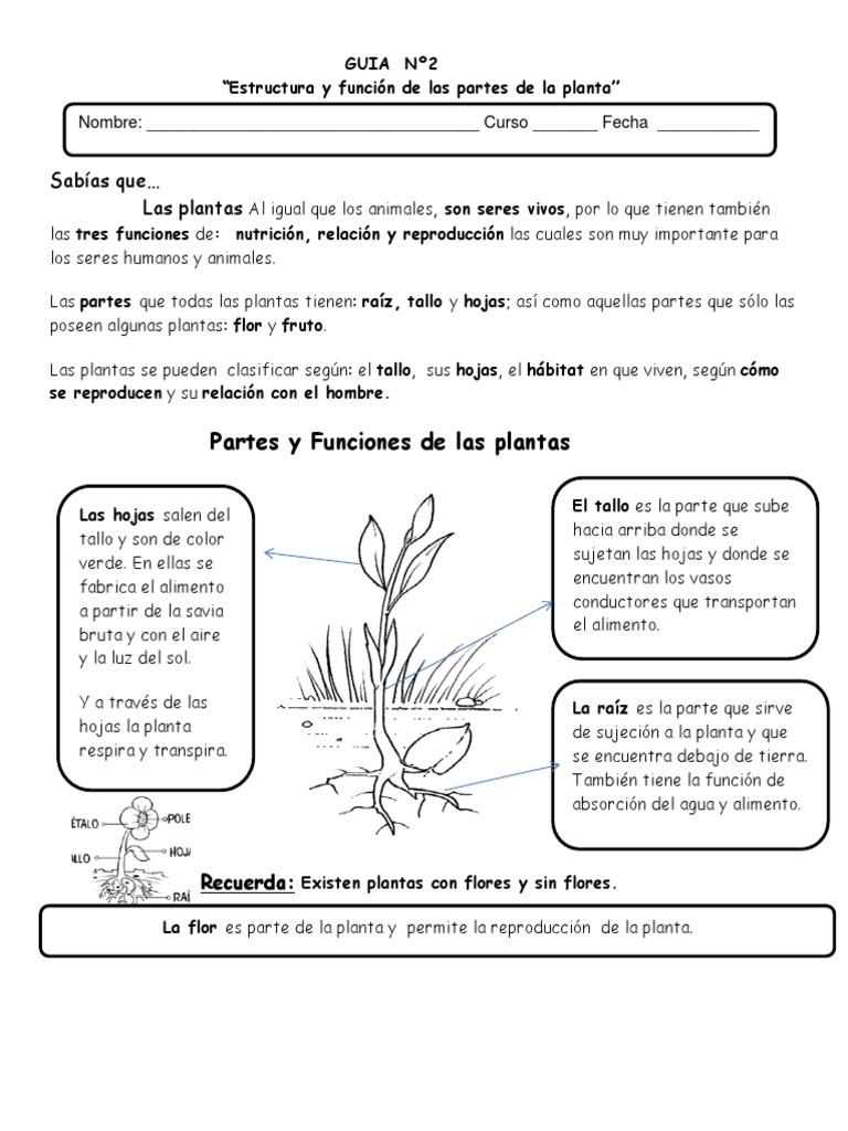 Hoja De Trabajo Y Respuestas De Funciones Por Partes