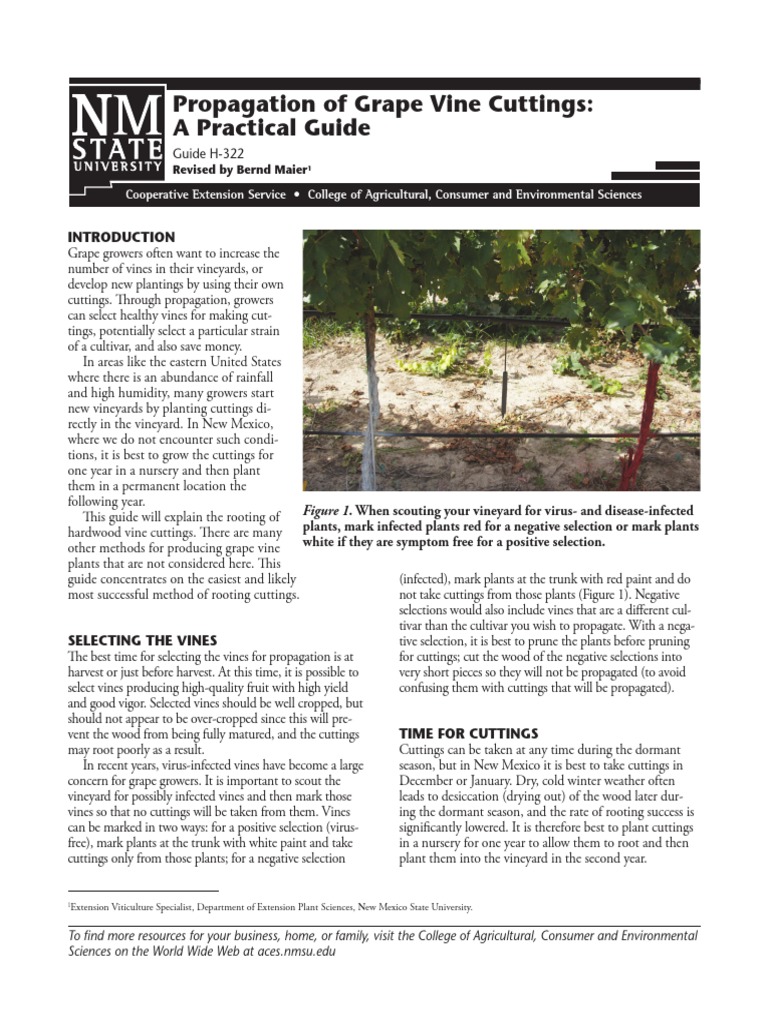 Propagation of Grape Vine Cuttings | Vineyard | Viticulture