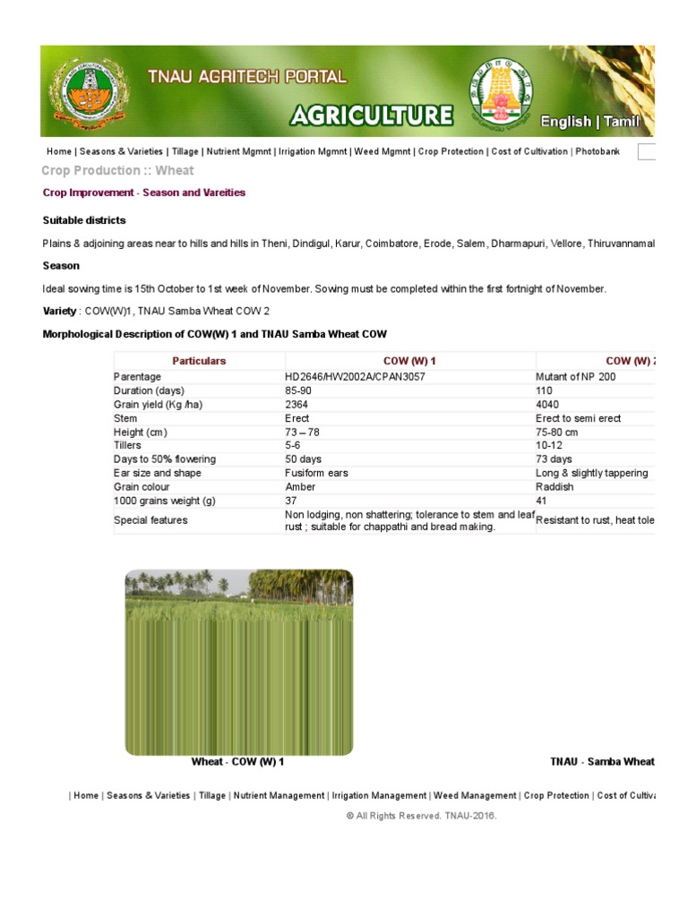 Crop Production - Wheat | PDF | Tillage | Wheat