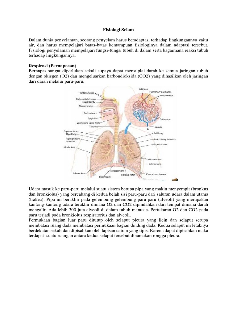 Fisiologi Selam: Pernapasan dan Sirkulasi | PDF