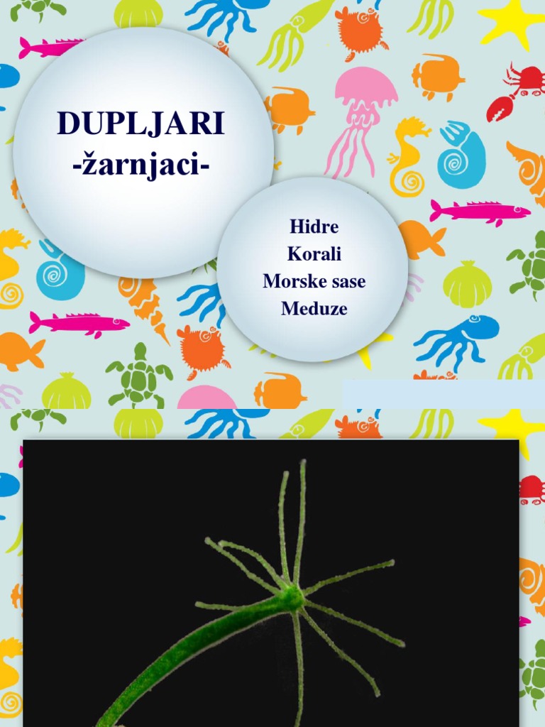 DUPLJARI | PDF