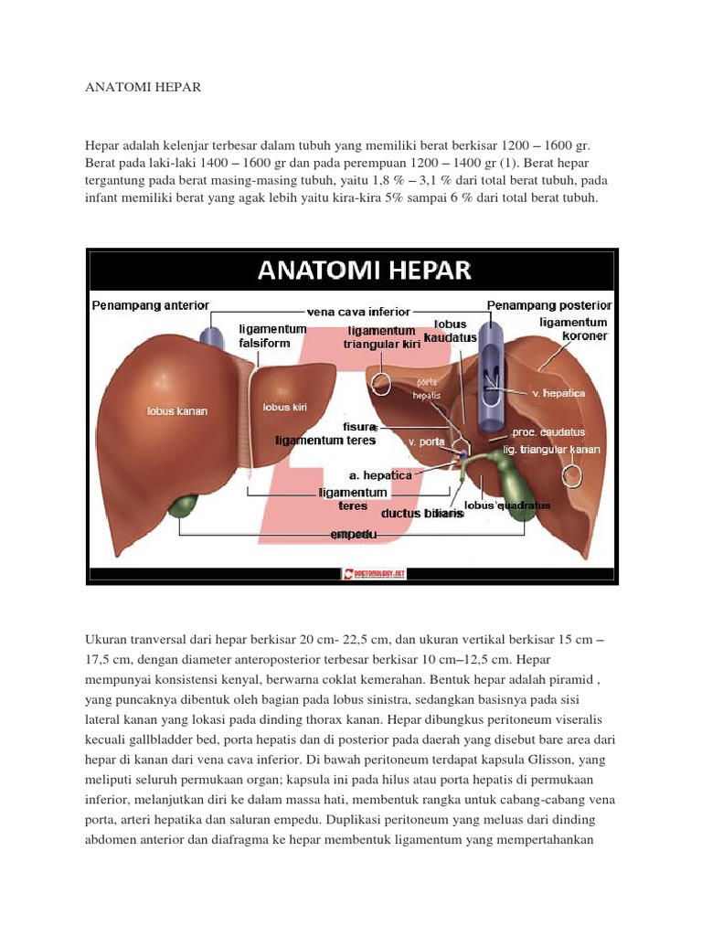 ANATOMI HEPAR