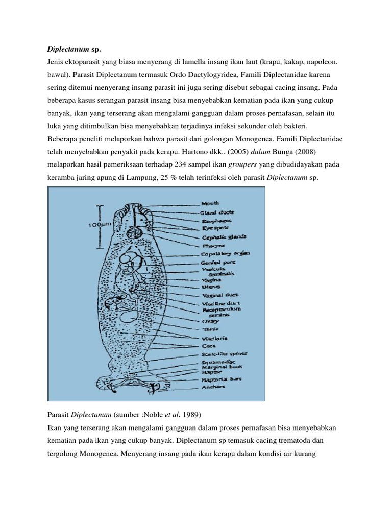 Diplectanum SP | PDF