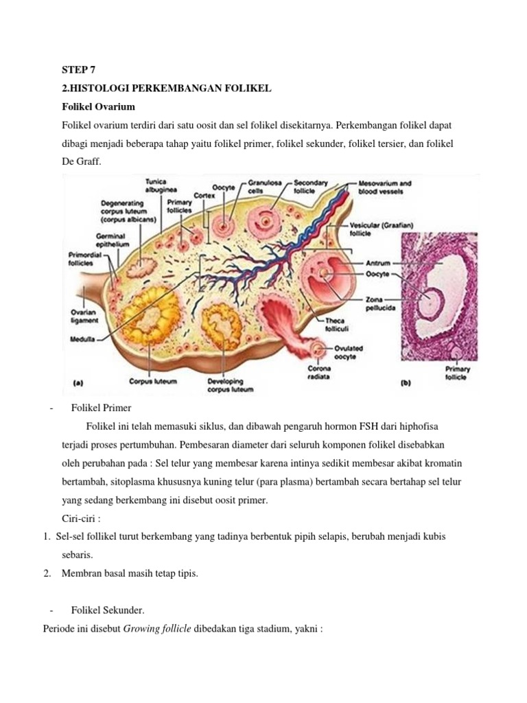 Perkembangan Folikel Ovarium dan Histologinya | PDF