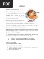 Cápsula de Tenon: Anatomía y Tenonitis | PDF | Ojo humano | Ojo