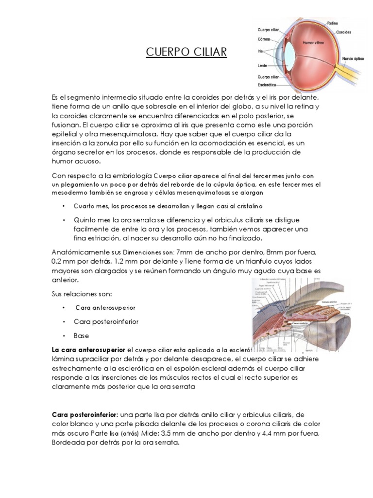Función y Estructura del Cuerpo Ciliar | PDF | Ojo humano | Artería