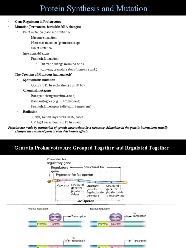 Gene Regulation in Prokaryotes Mutation (Permanent, Heritable DNA ...