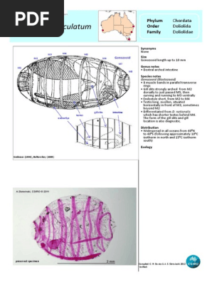 Phylum Urochordata Doliolum