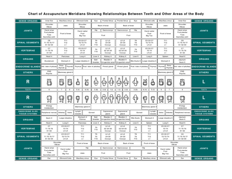 Dental Acupuncture Chart PDF | PDF | Anatomy | Animal Anatomy