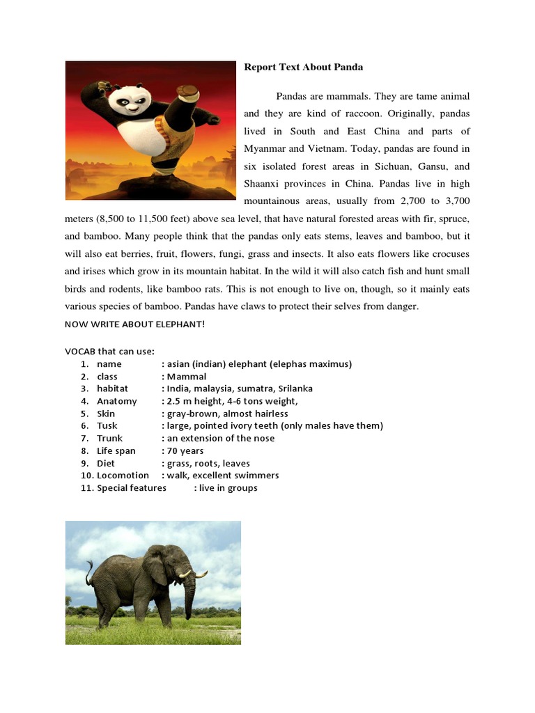 Report Text About Panda | Giant Panda | Nature