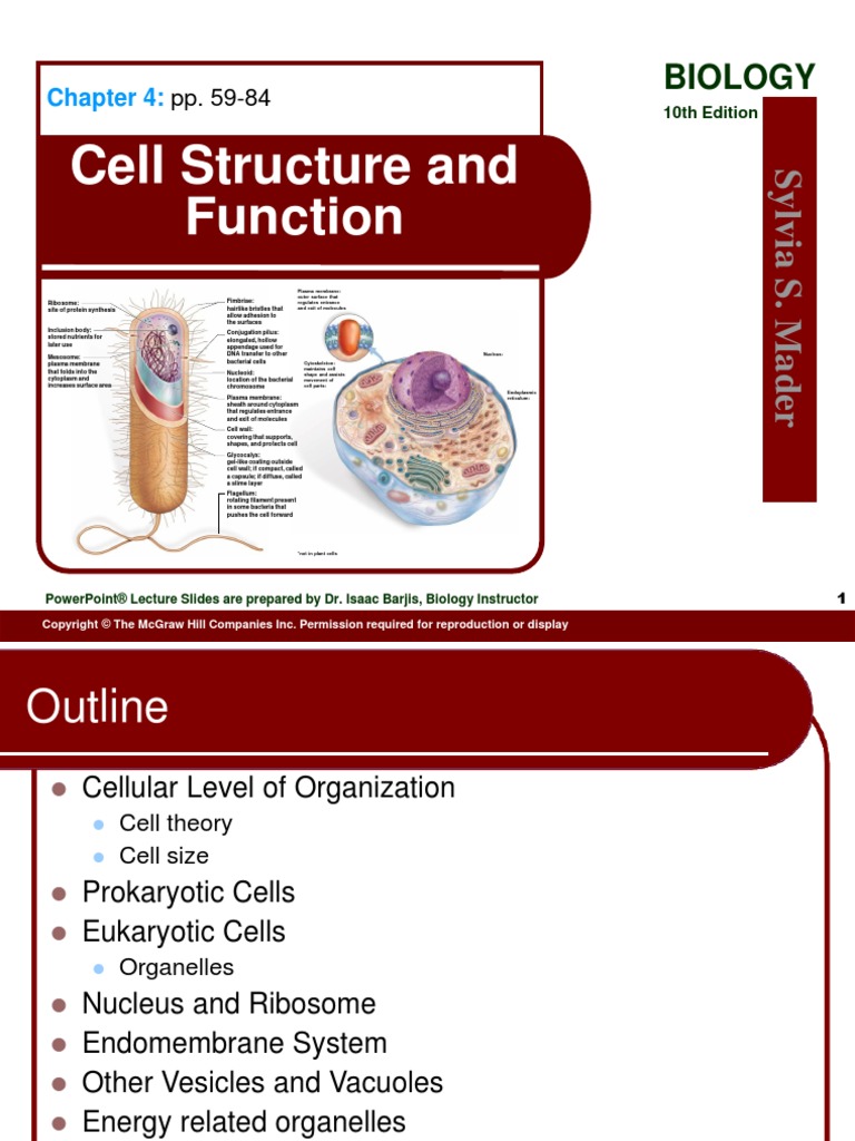 04 Lecture Animation Cell | PDF | Endoplasmic Reticulum | Cell (Biology)