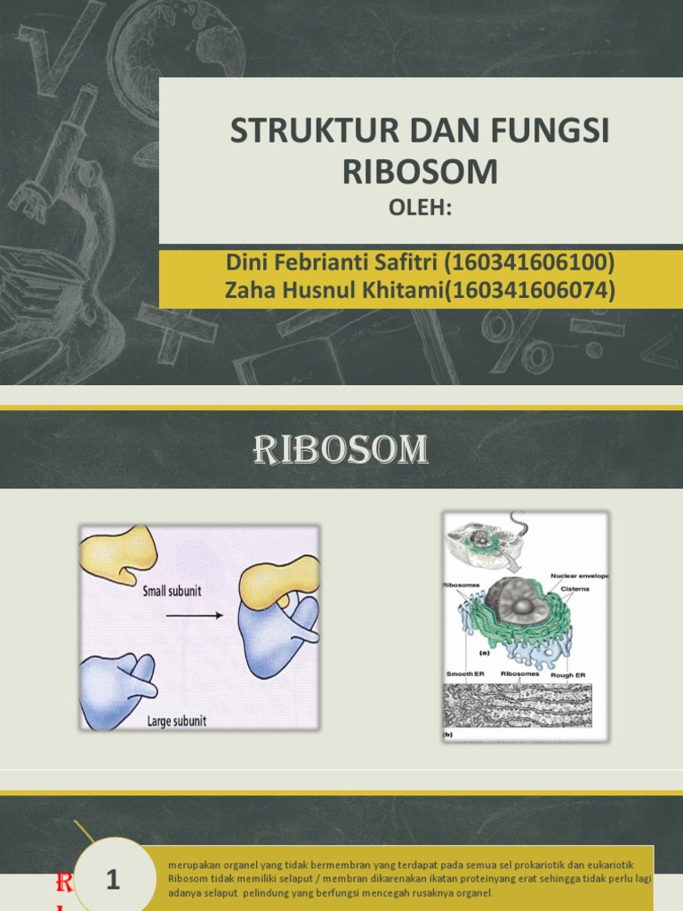 Struktur Dan Fungsi Ribosom Kel 8 | PDF