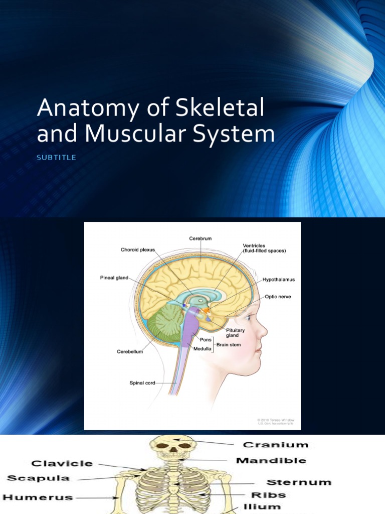 Anatomy of Skeletal and Muscular System | PDF