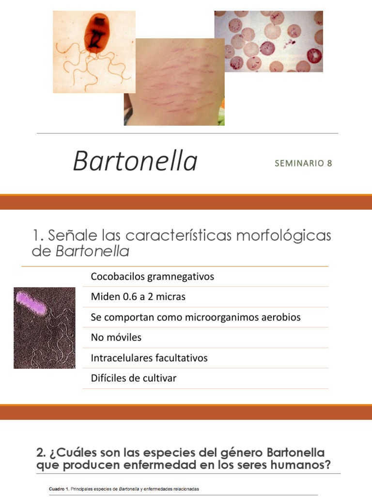 Bartonella | PDF | Ciencias de la Salud | Especialidades Medicas