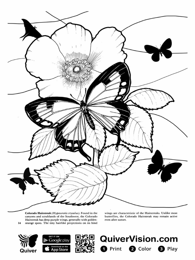 Quiver Butterfly | PDF