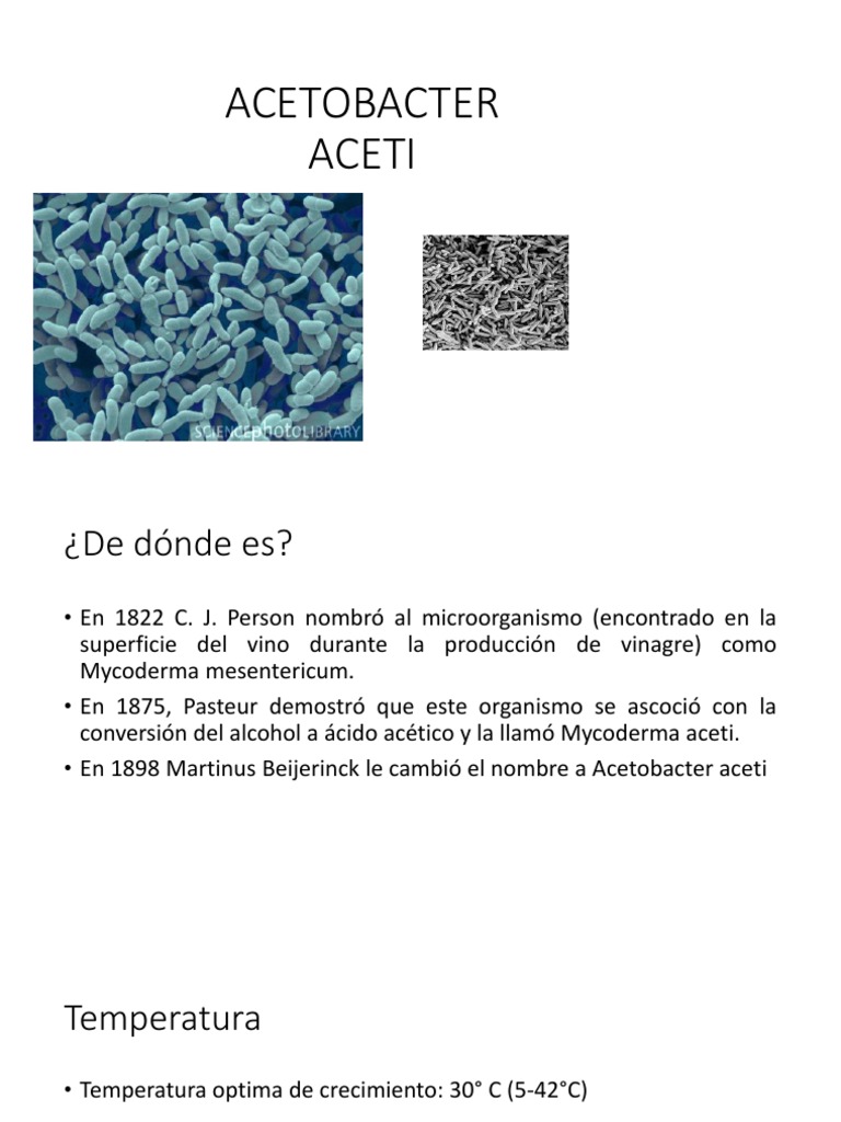 Acetobacter Aceti | PDF