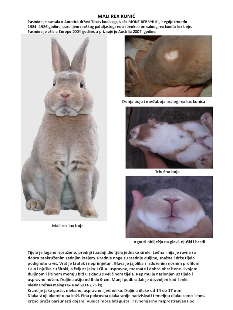 Mali Rex Kunić | PDF