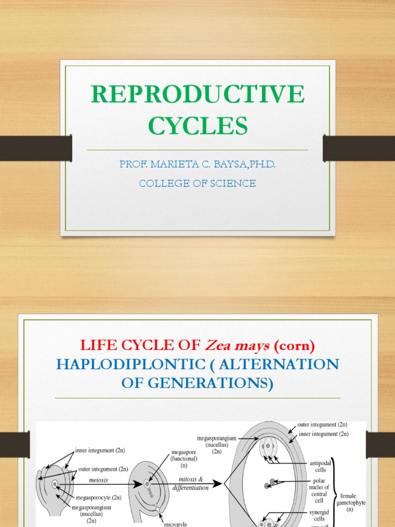 Reproductive Cycles | PDF