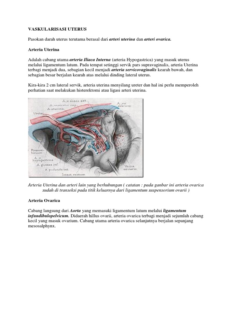Vaskularisasi Uterus | PDF