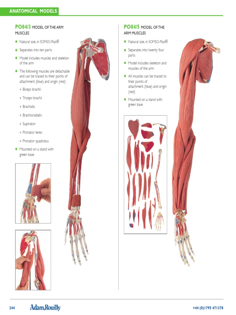 Arm Muscle Models | PDF