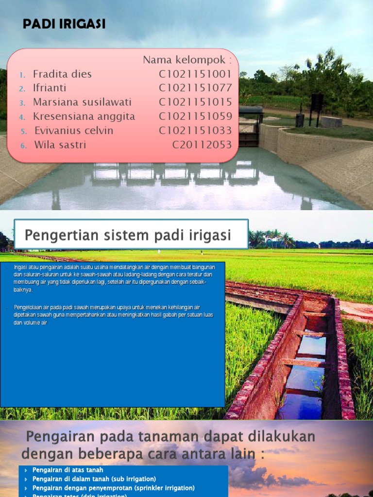 Padi Irigasi | PDF | Teknologi & Rekayasa