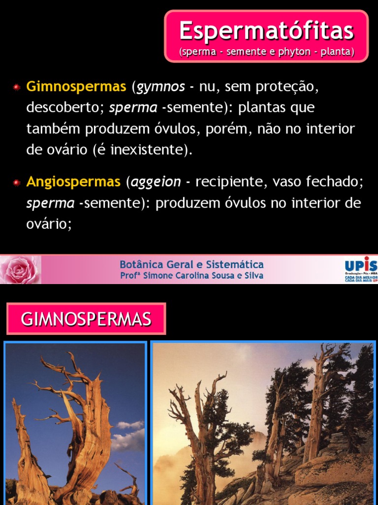 Espermatófitas | Download grátis PDF | Semente | Plantas